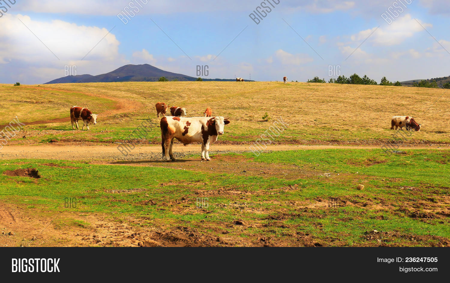 Cows Grazing On Image & Photo (Free Trial) | Bigstock