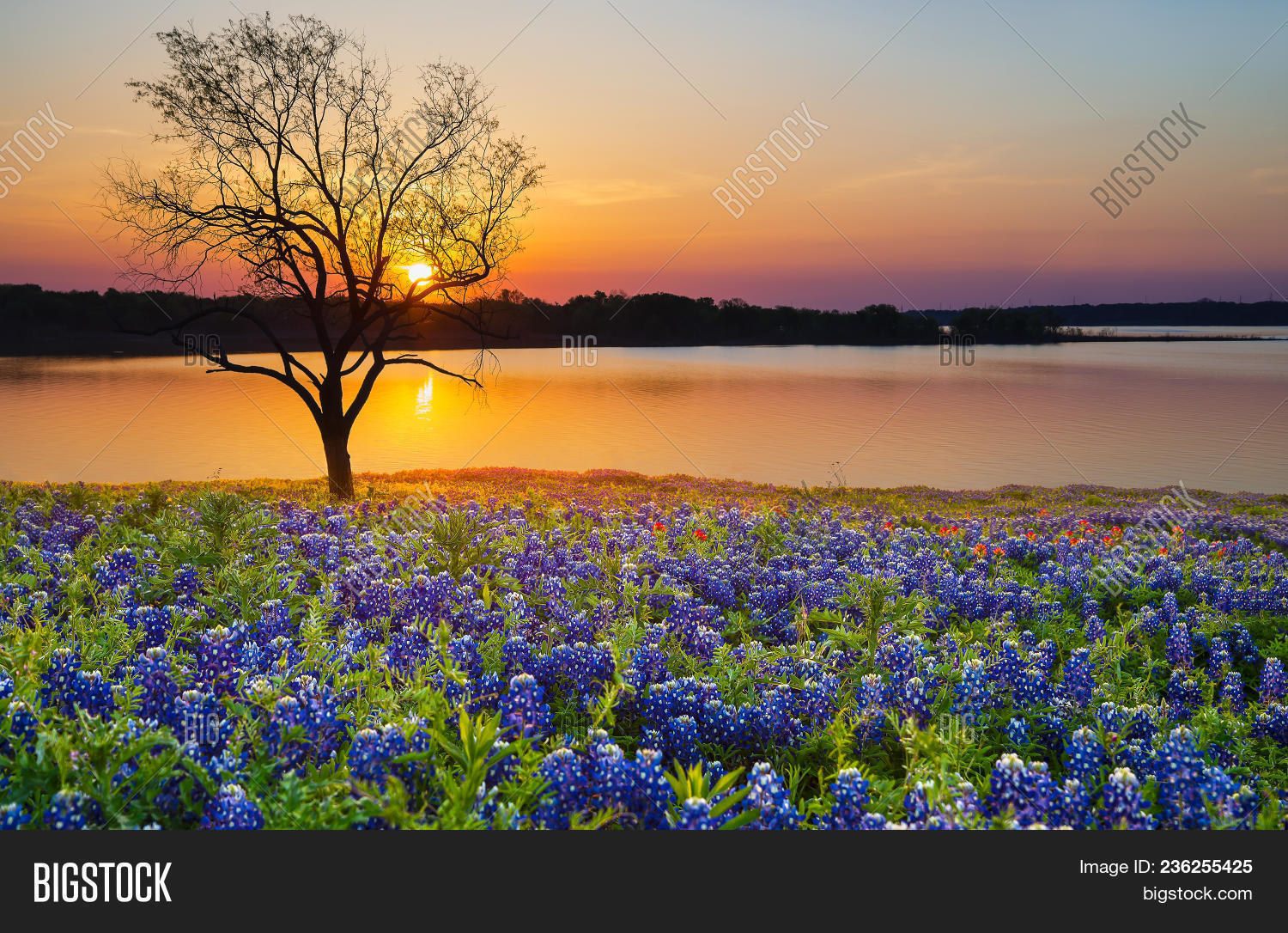 Beautiful Texas Spring Image & Photo (Free Trial) | Bigstock