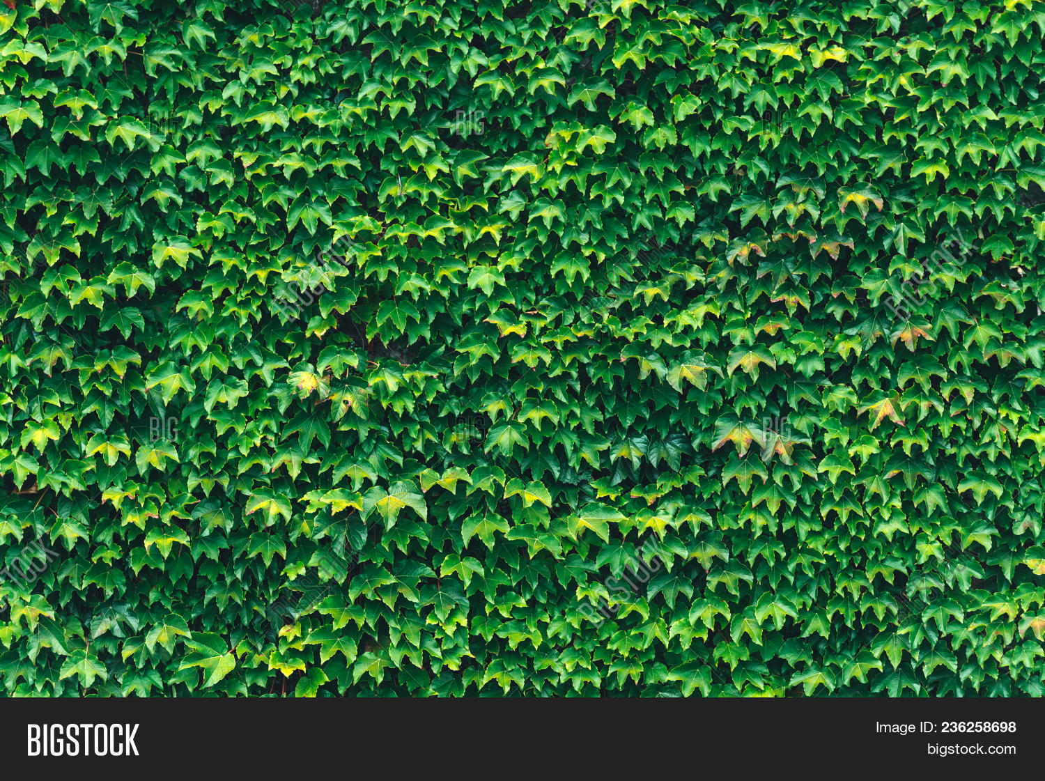 Texture Ivy Leaves Image & Photo (Free Trial) | Bigstock
