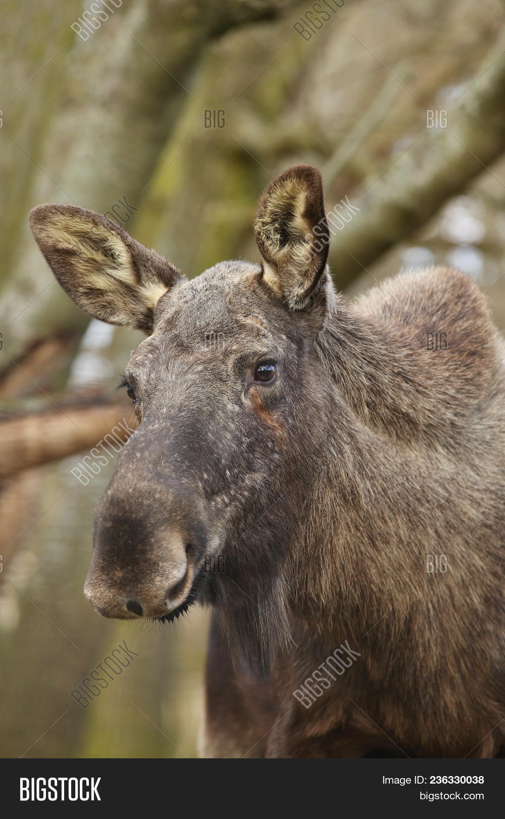 Eurasian Elk Nature Image & Photo (Free Trial) | Bigstock