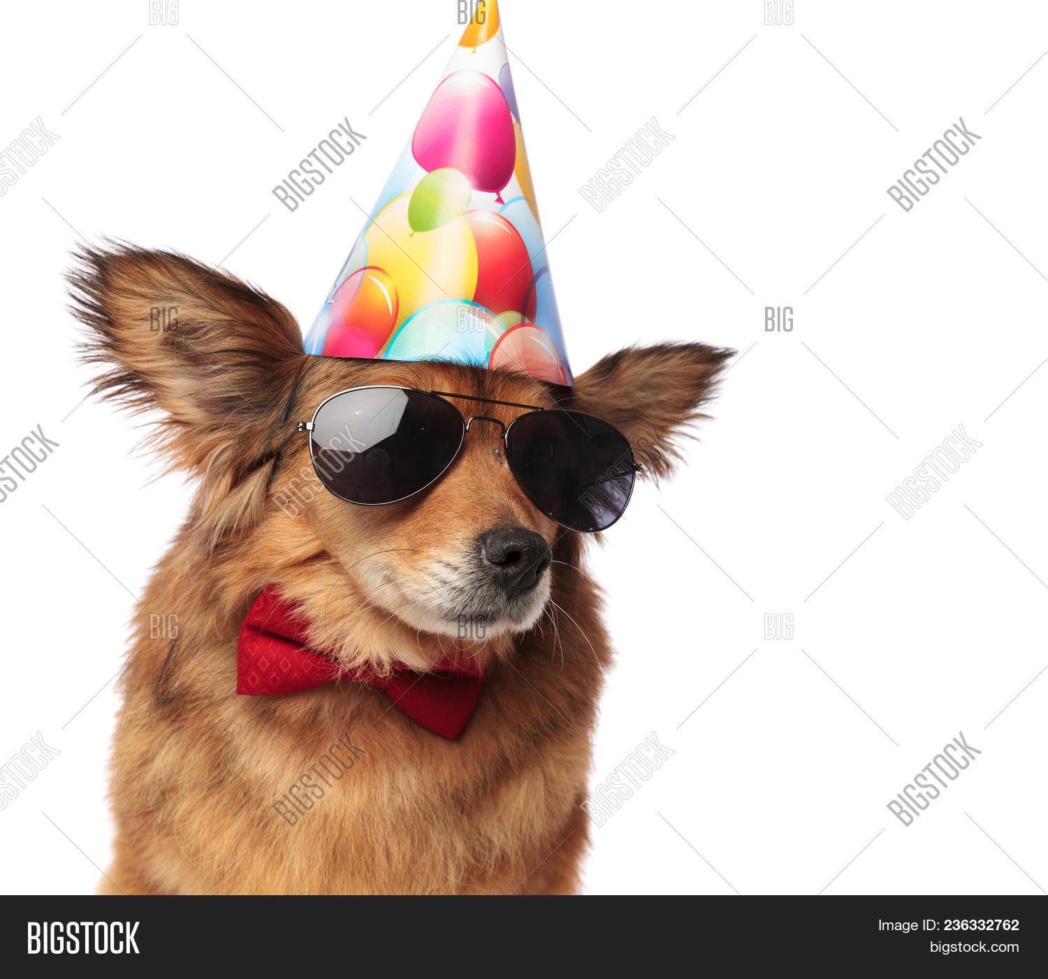 Close Cool Classy Dog Image & Photo (Free Trial) | Bigstock