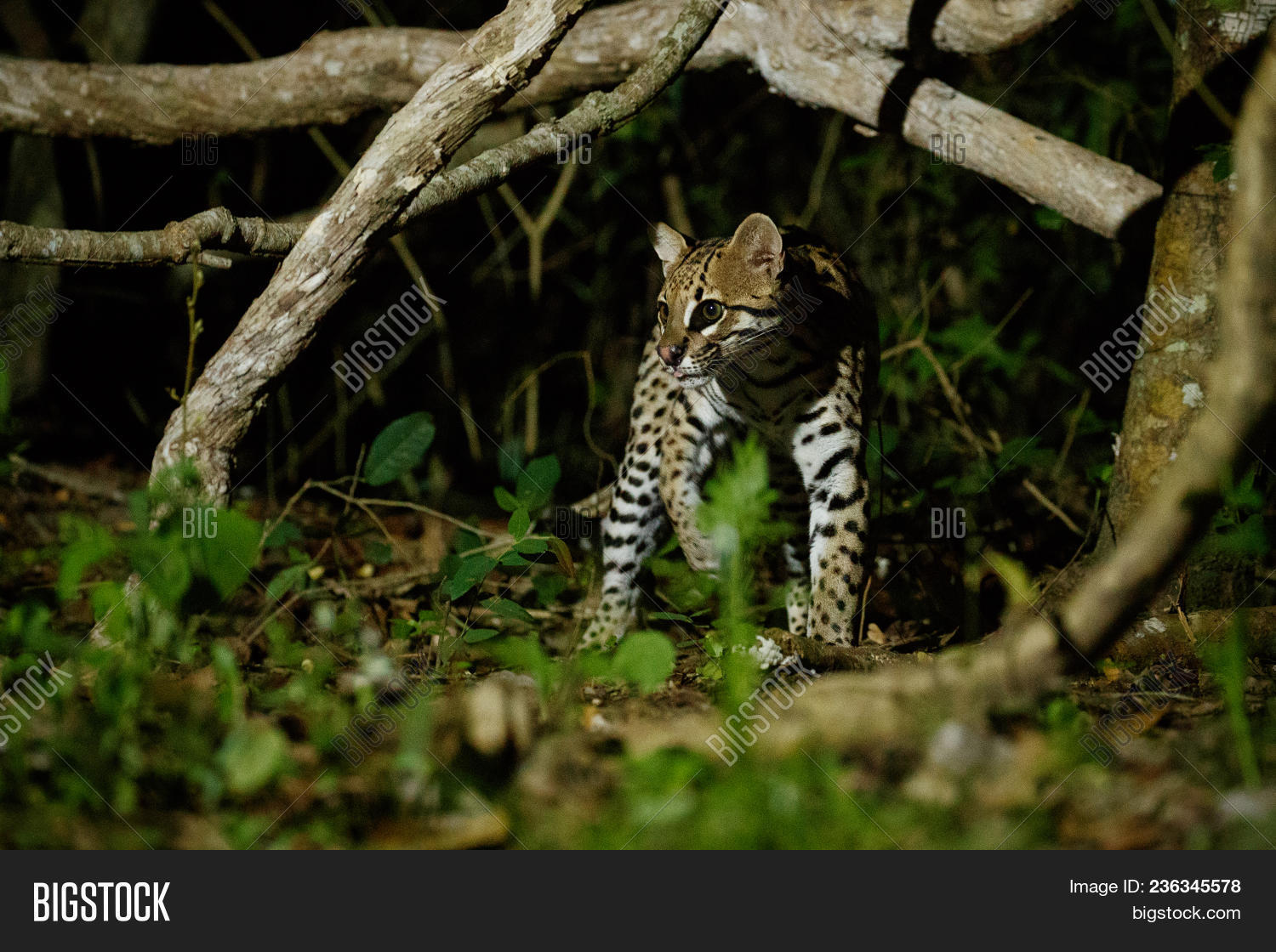 Very Rare Ocelot Night Image & Photo (Free Trial) | Bigstock