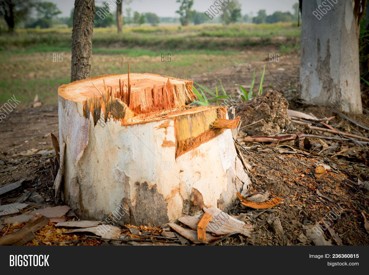 Dead Tree Stump On Image & Photo (Free Trial) | Bigstock