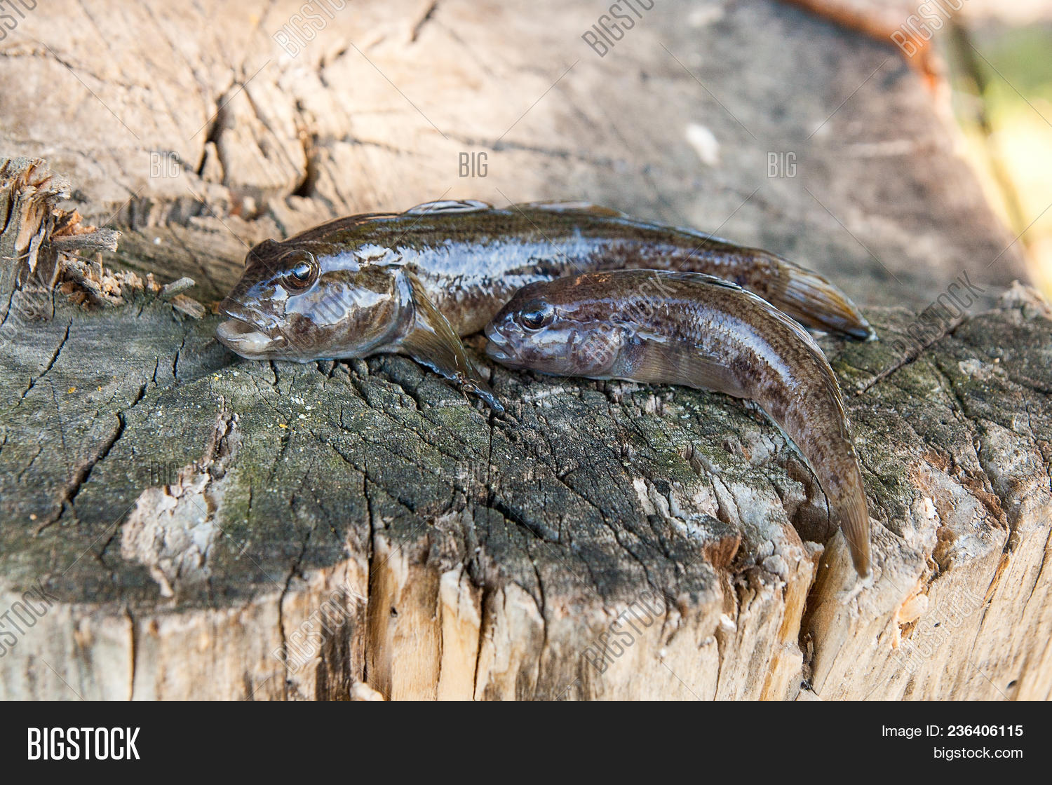 Two Freshwater Image & Photo (Free Trial) | Bigstock