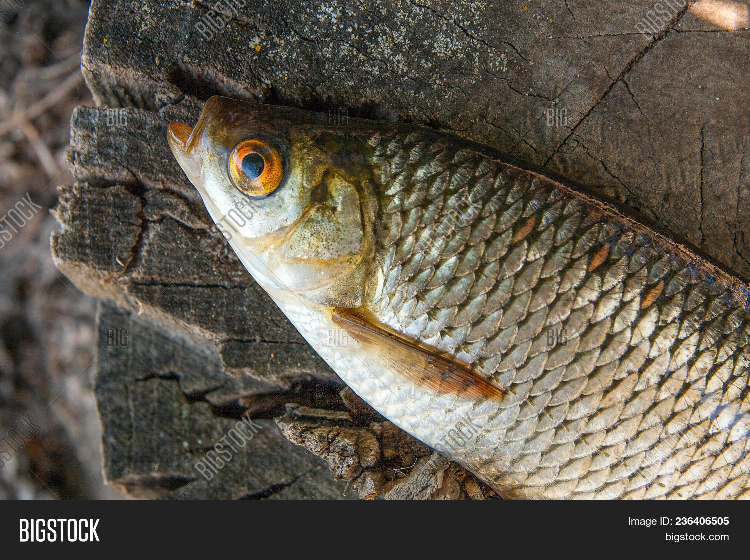 Close View Single Image & Photo (Free Trial) | Bigstock