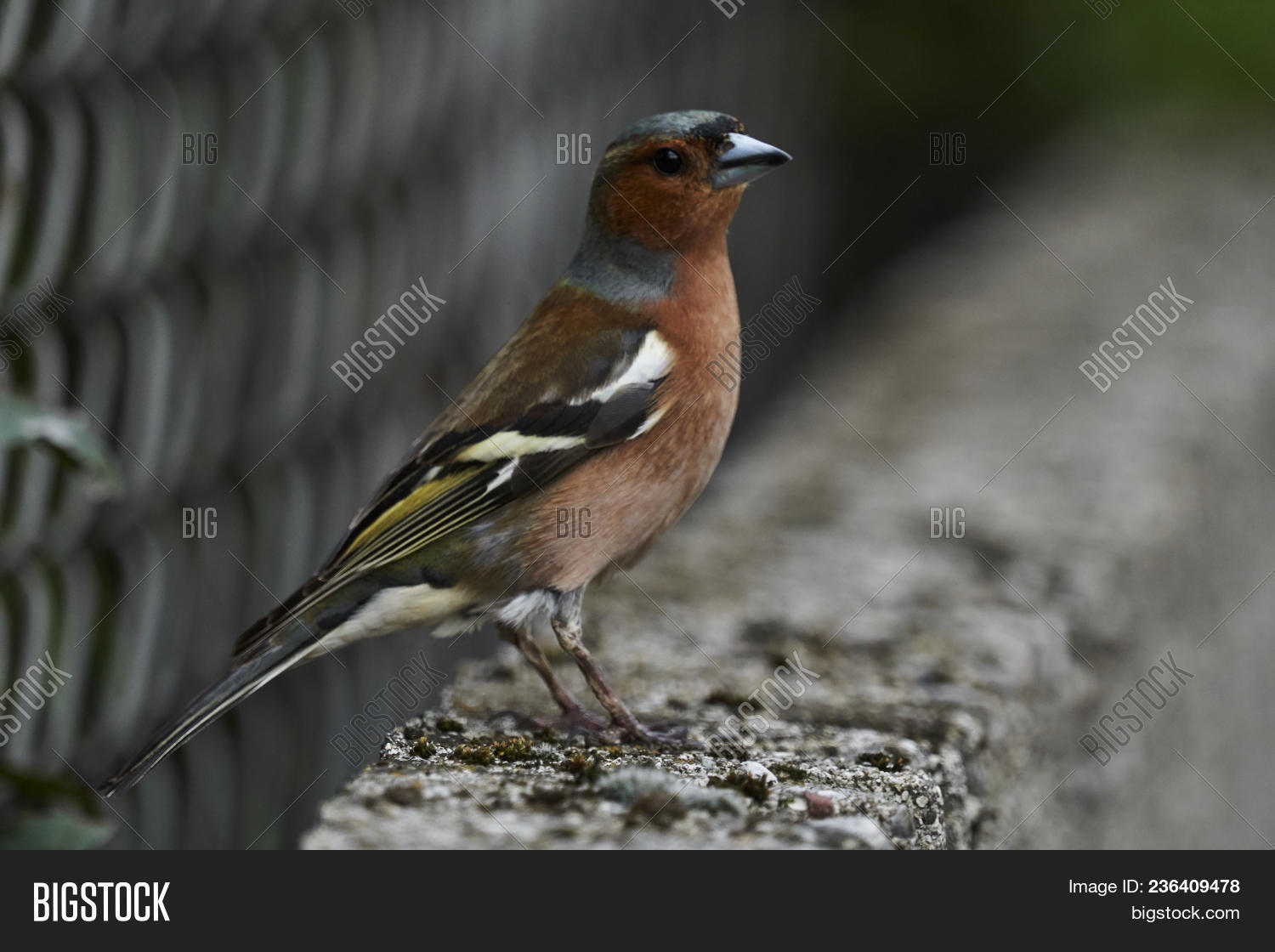 Finch Fringilla Image & Photo (Free Trial) | Bigstock