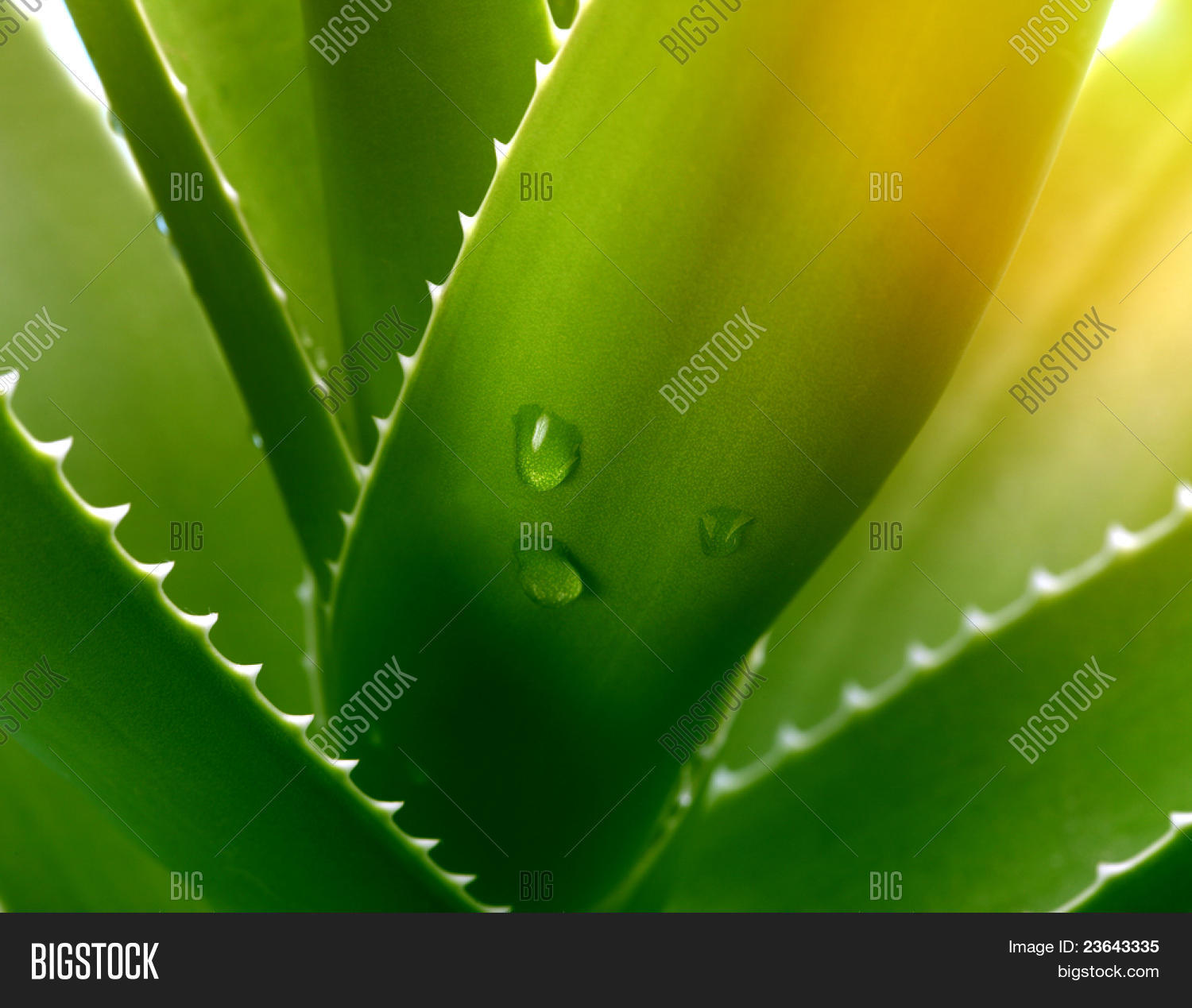Aloe Drops Closeup Image & Photo (Free Trial) | Bigstock
