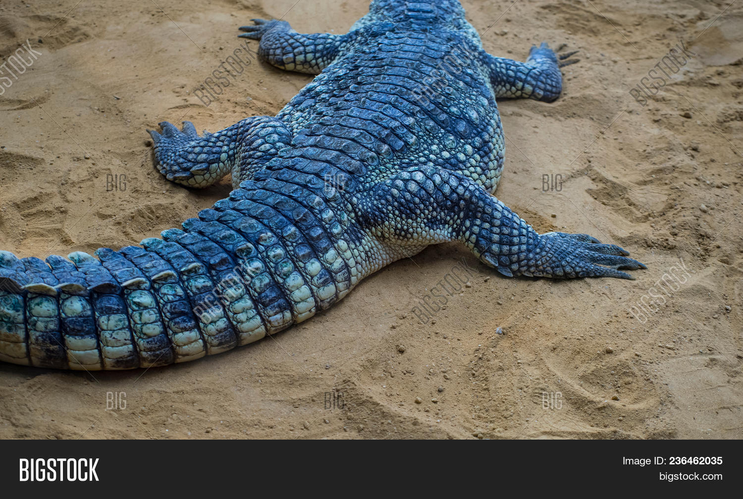 Dangerous, Alligator Image & Photo (Free Trial) | Bigstock