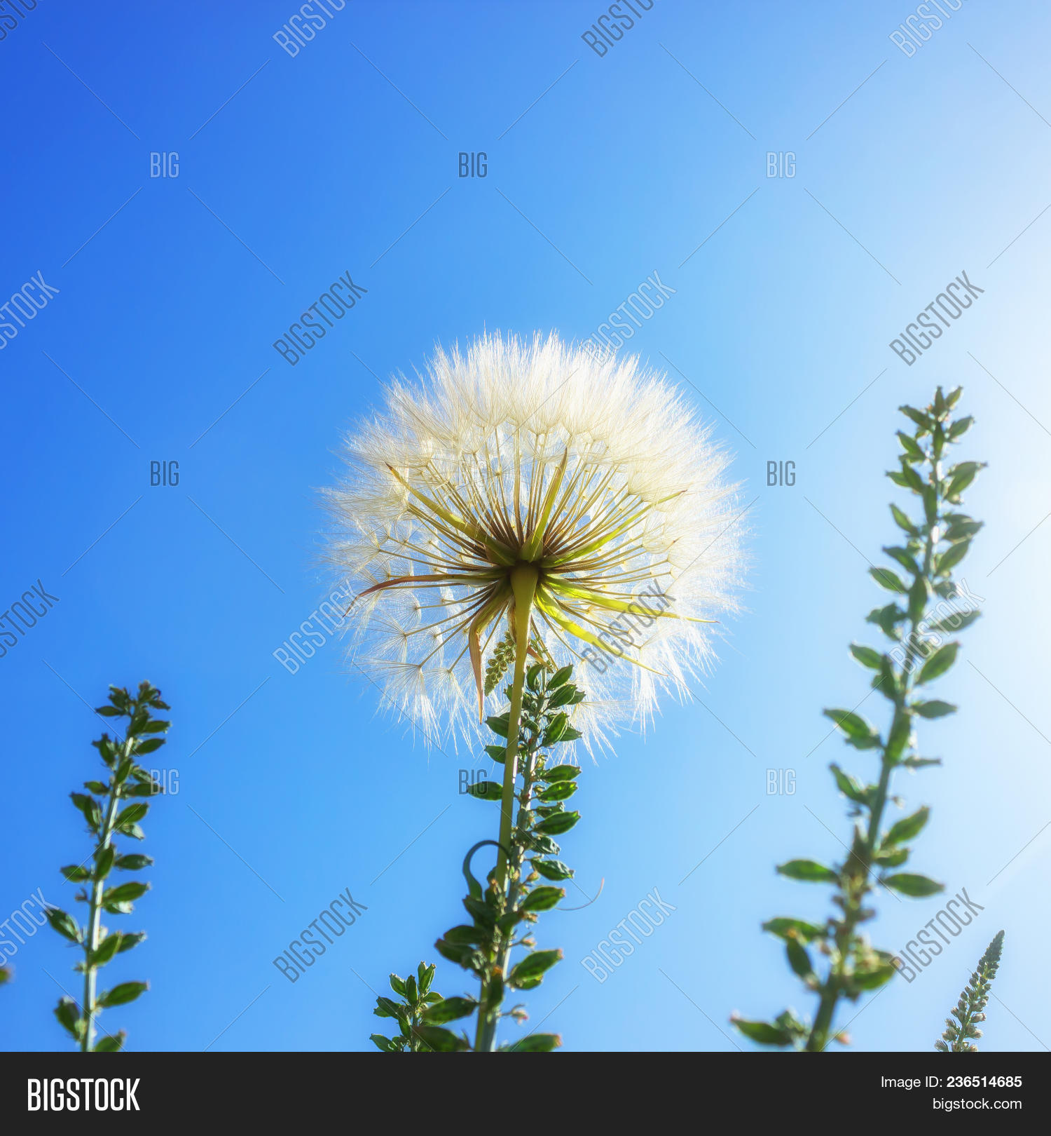 Delicate Dandelion Image & Photo (Free Trial) | Bigstock