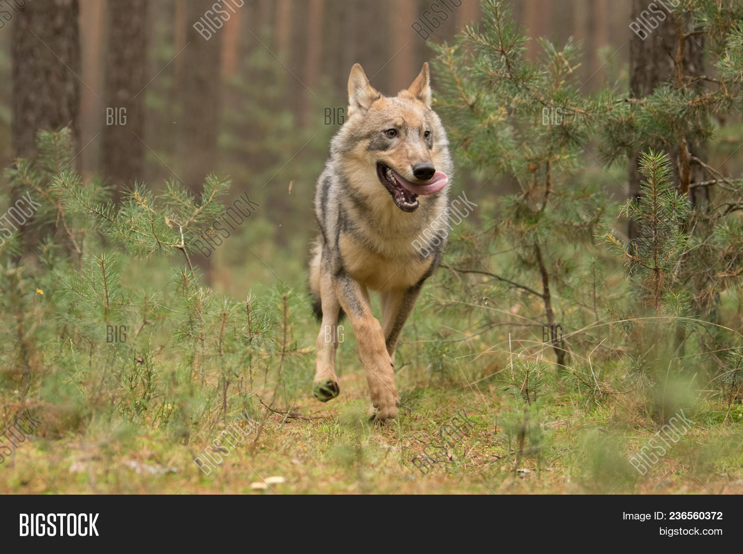 Gray Wolf Grey Wolf ( Image & Photo (Free Trial) | Bigstock