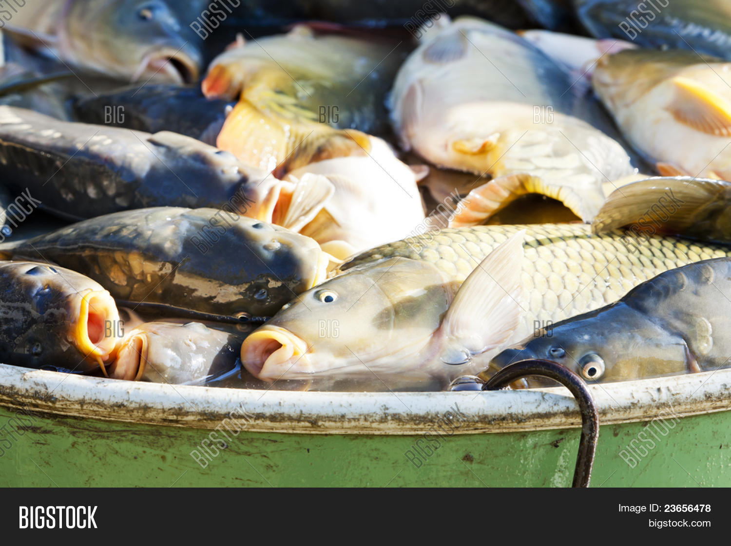 Fish Vat During Image & Photo (Free Trial) | Bigstock