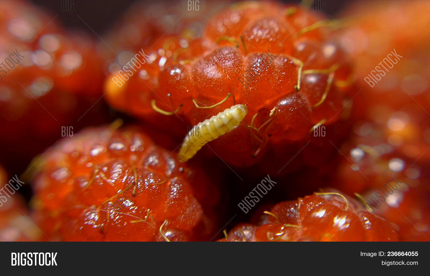 Boll-worm On Raspberry Image & Photo (Free Trial) | Bigstock