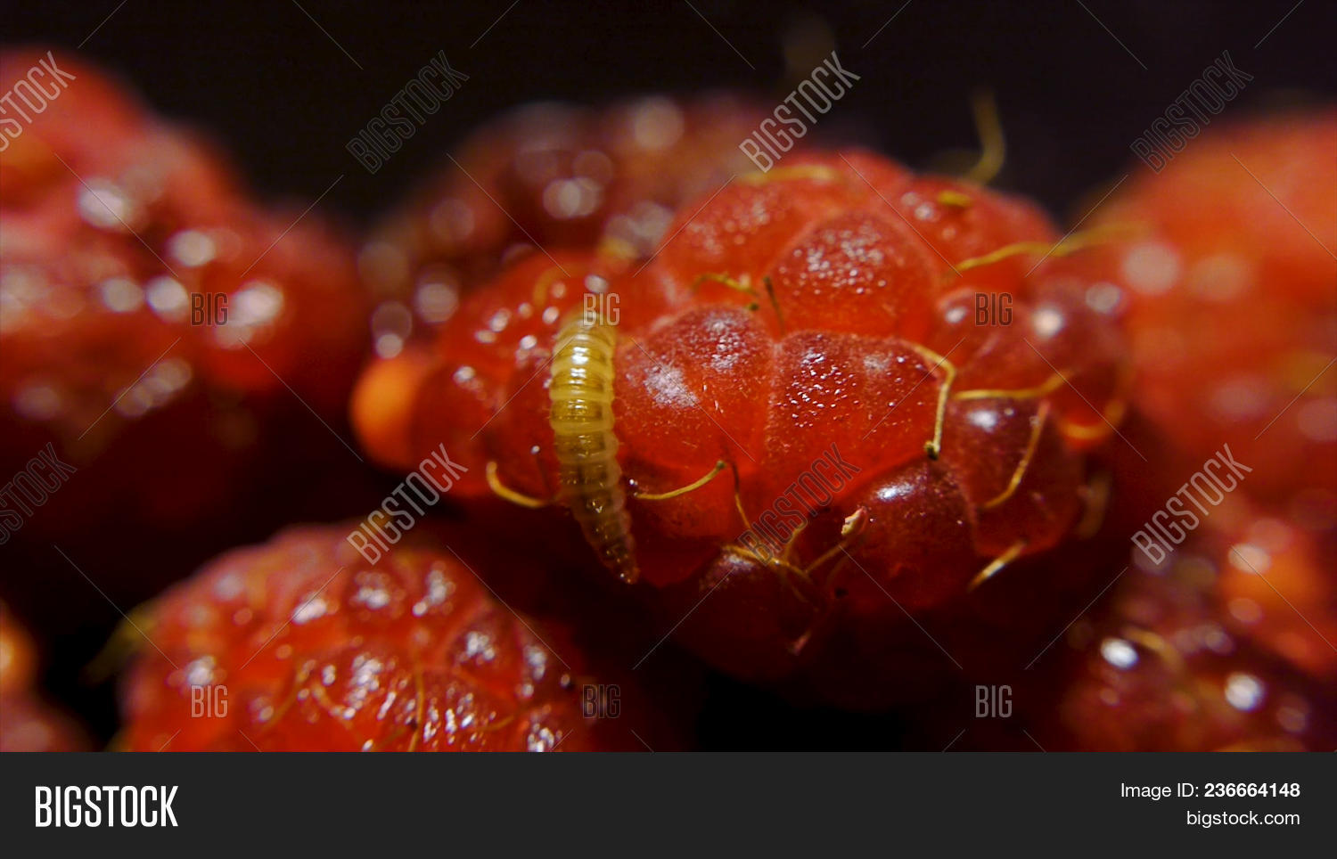 Boll-worm On Raspberry Image & Photo (Free Trial) | Bigstock