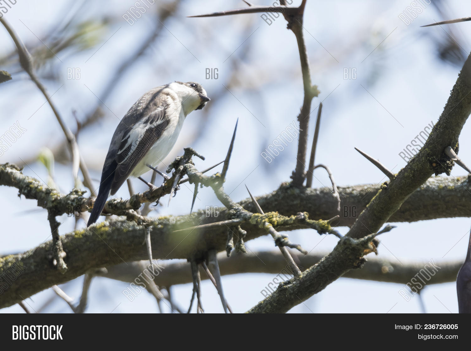 Black Nurse Bird Image & Photo (Free Trial) | Bigstock