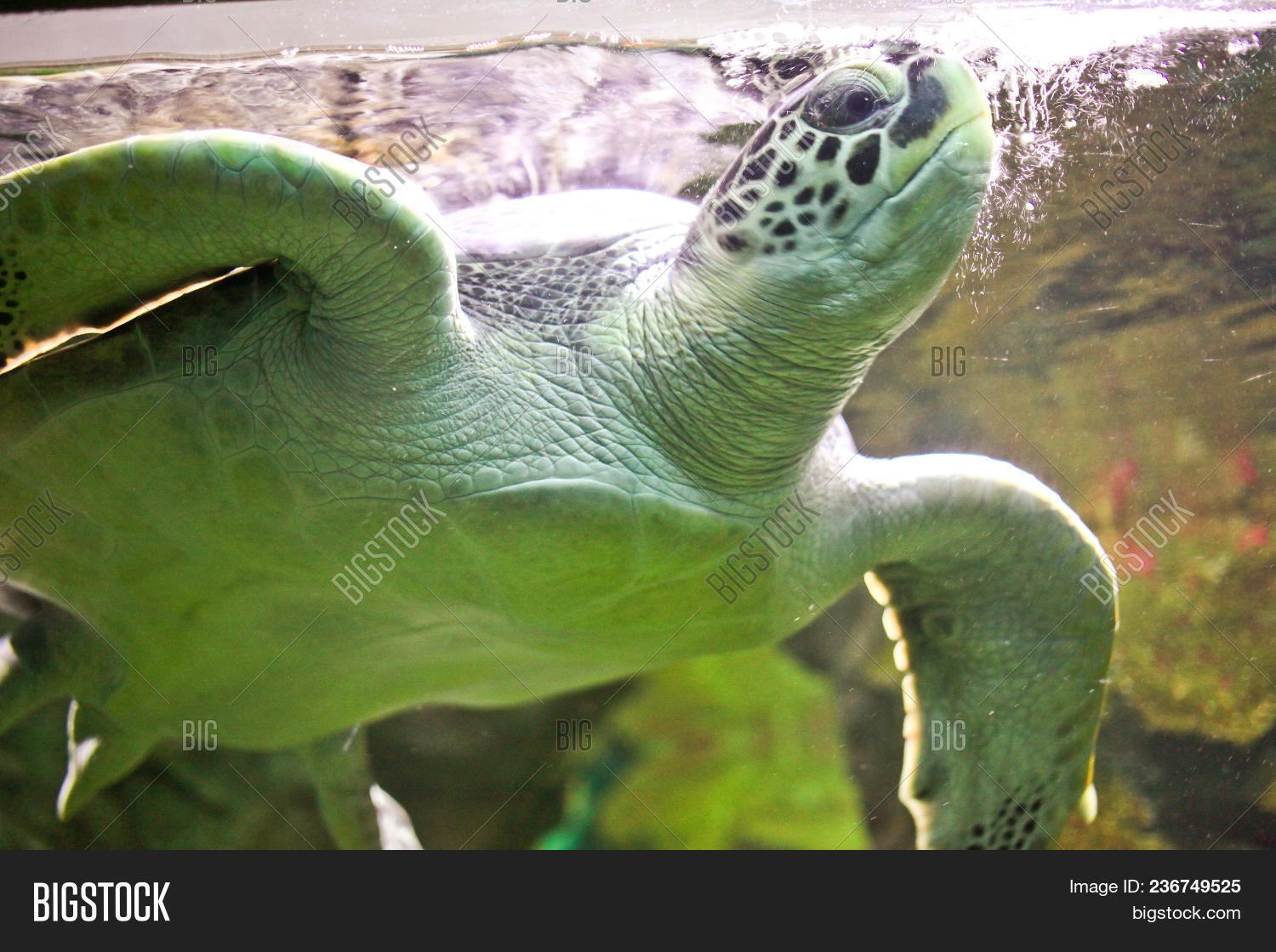 Flying Green Turtle Image & Photo (Free Trial) | Bigstock