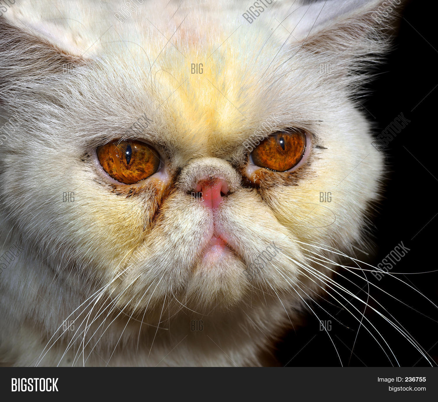 Angry Persian Cat Image & Photo (Free Trial) | Bigstock