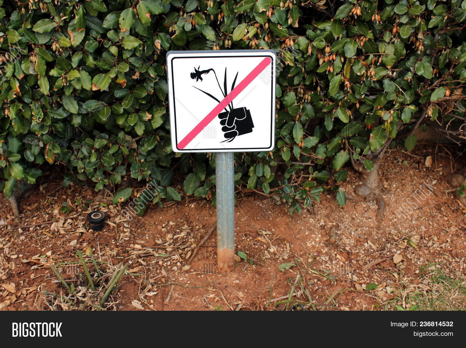 No Picking Flowers Image & Photo (Free Trial) | Bigstock