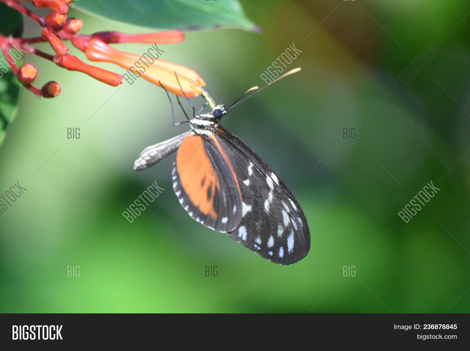 Longwing Butterfly Image & Photo (Free Trial) | Bigstock