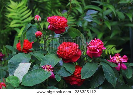 Red Rose Bush. Red Image & Photo (Free Trial) | Bigstock