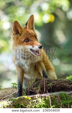 Fox Green Forest. Cute Image & Photo (Free Trial) | Bigstock