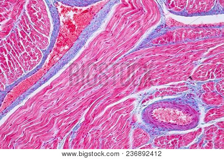 Histology Of Human Cardiac Muscle Under Microscope View For Education ...