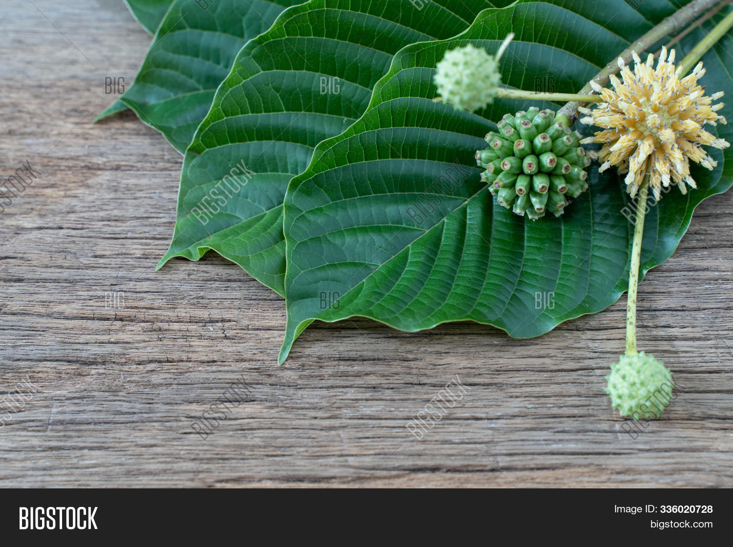Mitragyna Speciosa Image & Photo (Free Trial) | Bigstock