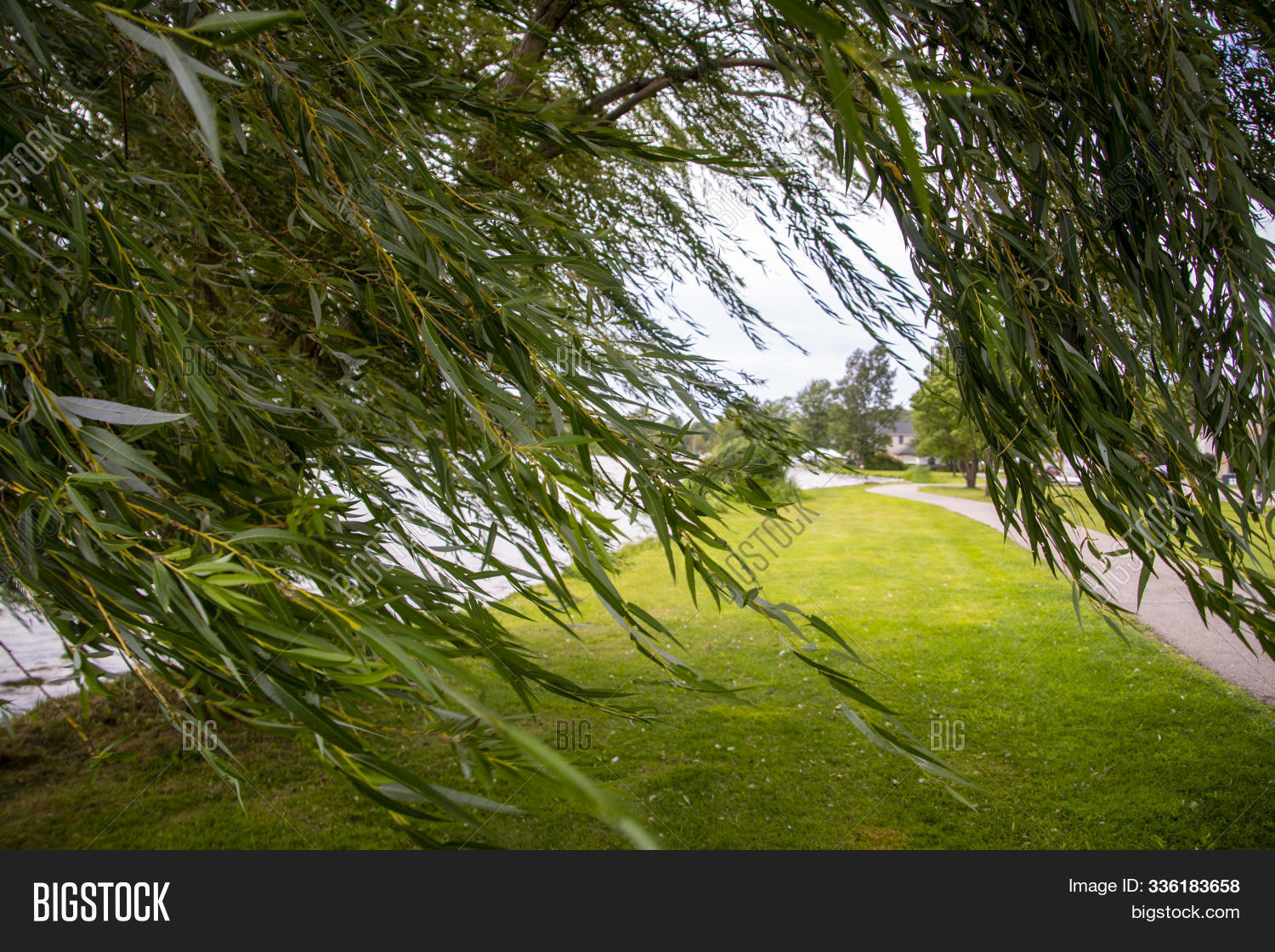 Willow Tree Blowing Image & Photo (Free Trial) | Bigstock