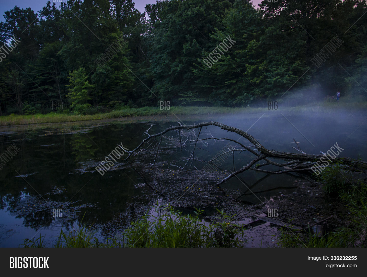 Night Time Nature Scene