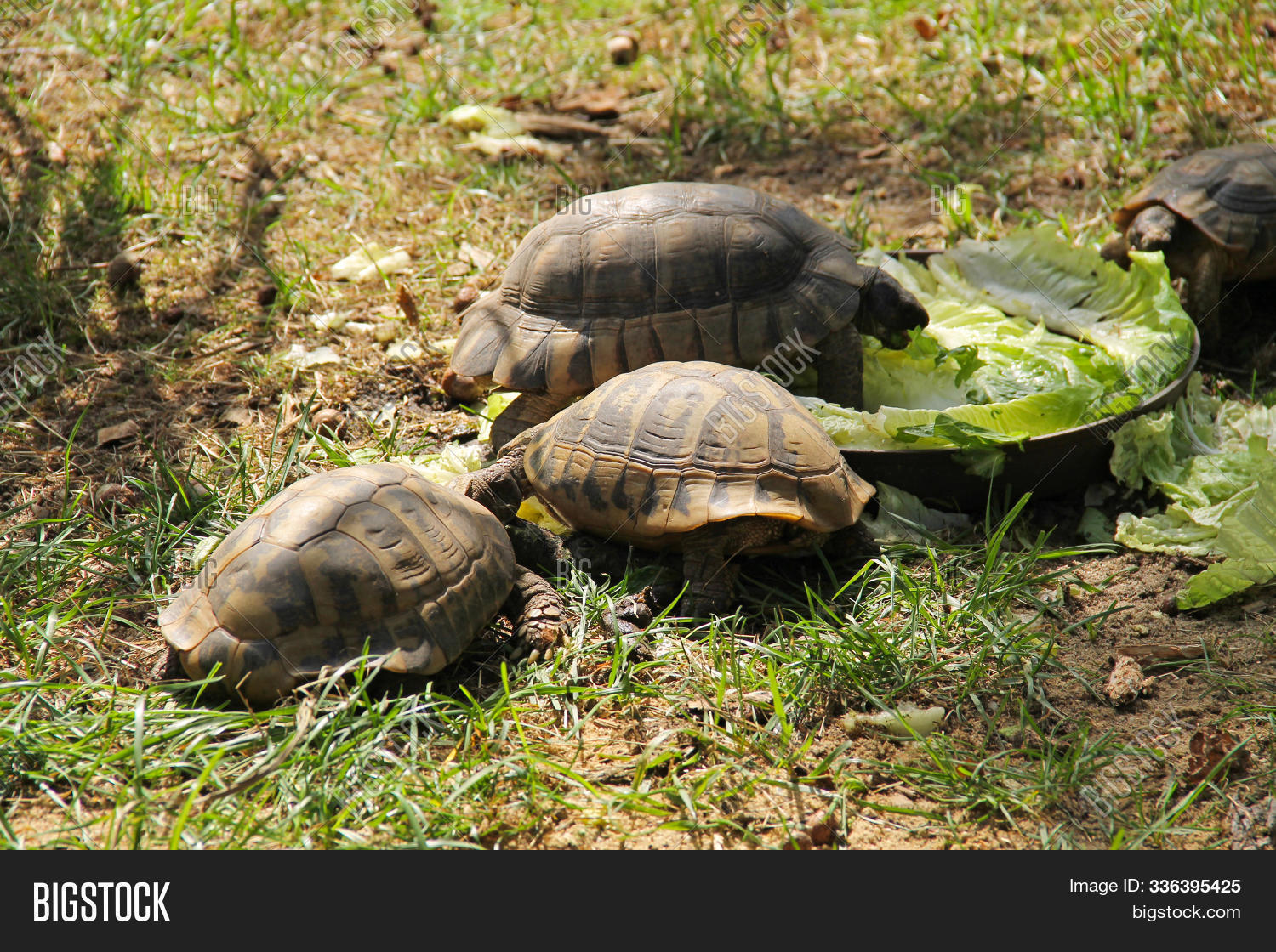 Greek Tortoise Enclosure