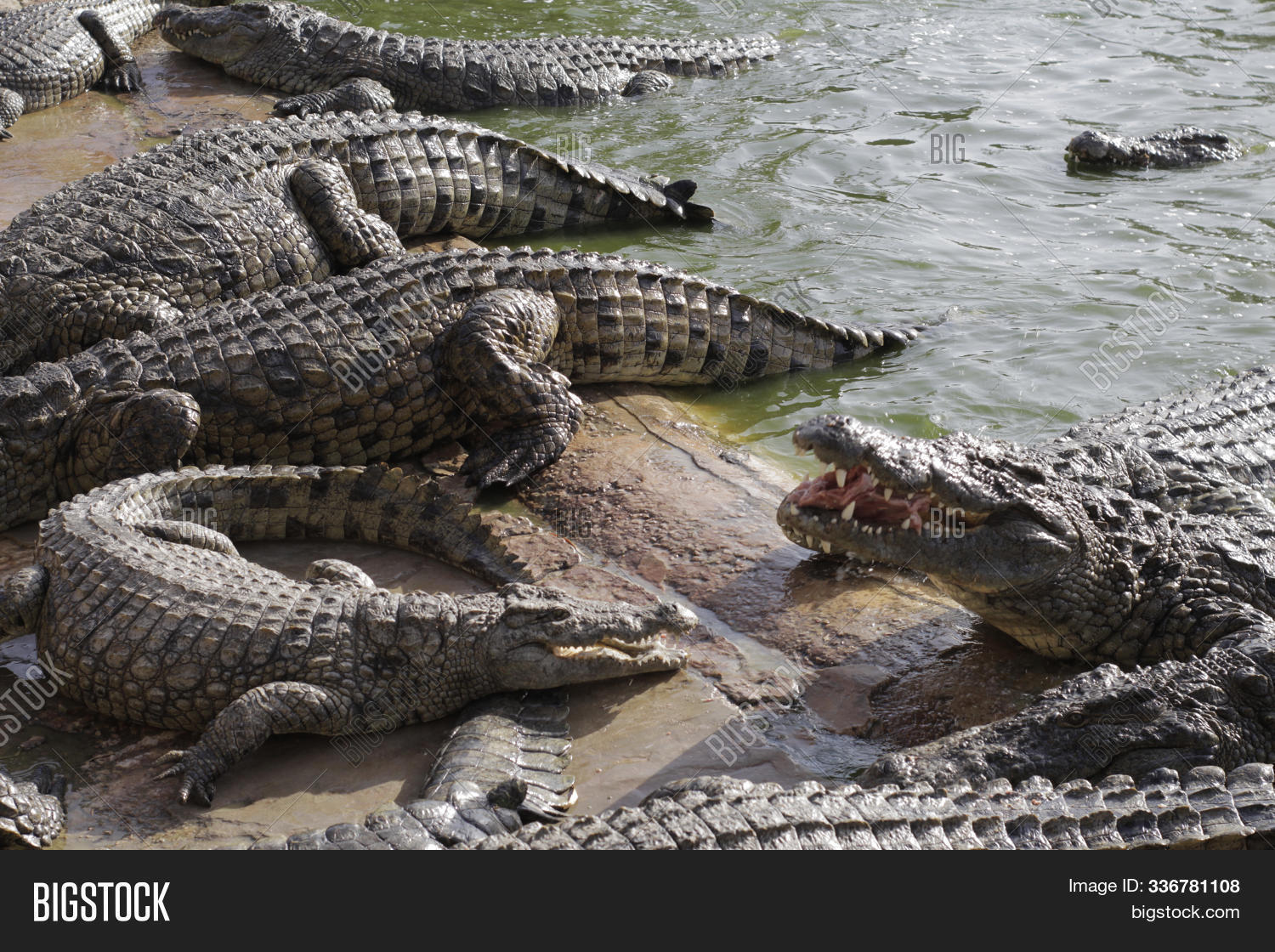 Feeding Crocodiles On Image & Photo (Free Trial) | Bigstock