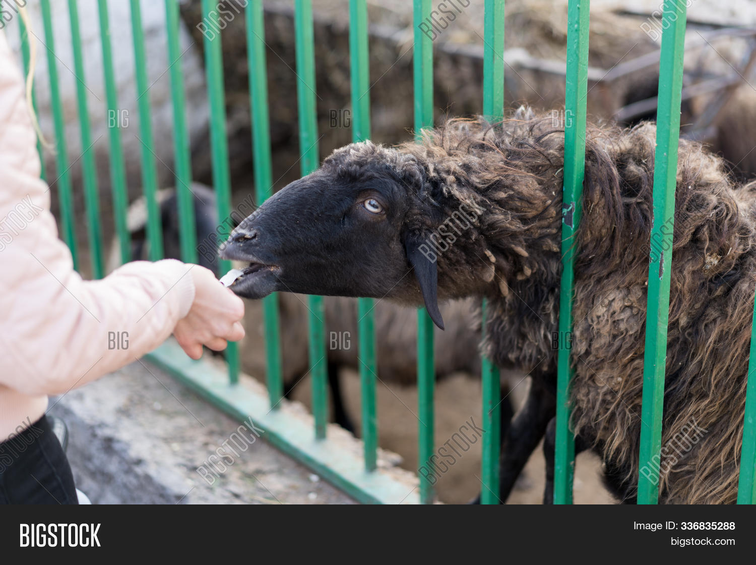 Man Feeds Lamb Zoo.man Image & Photo (Free Trial) | Bigstock