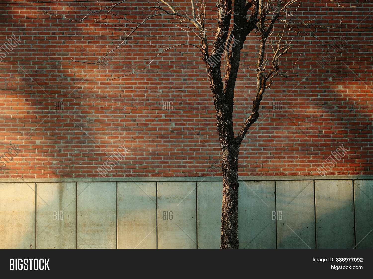 Brick Wall Dry Tree Image & Photo (Free Trial) | Bigstock