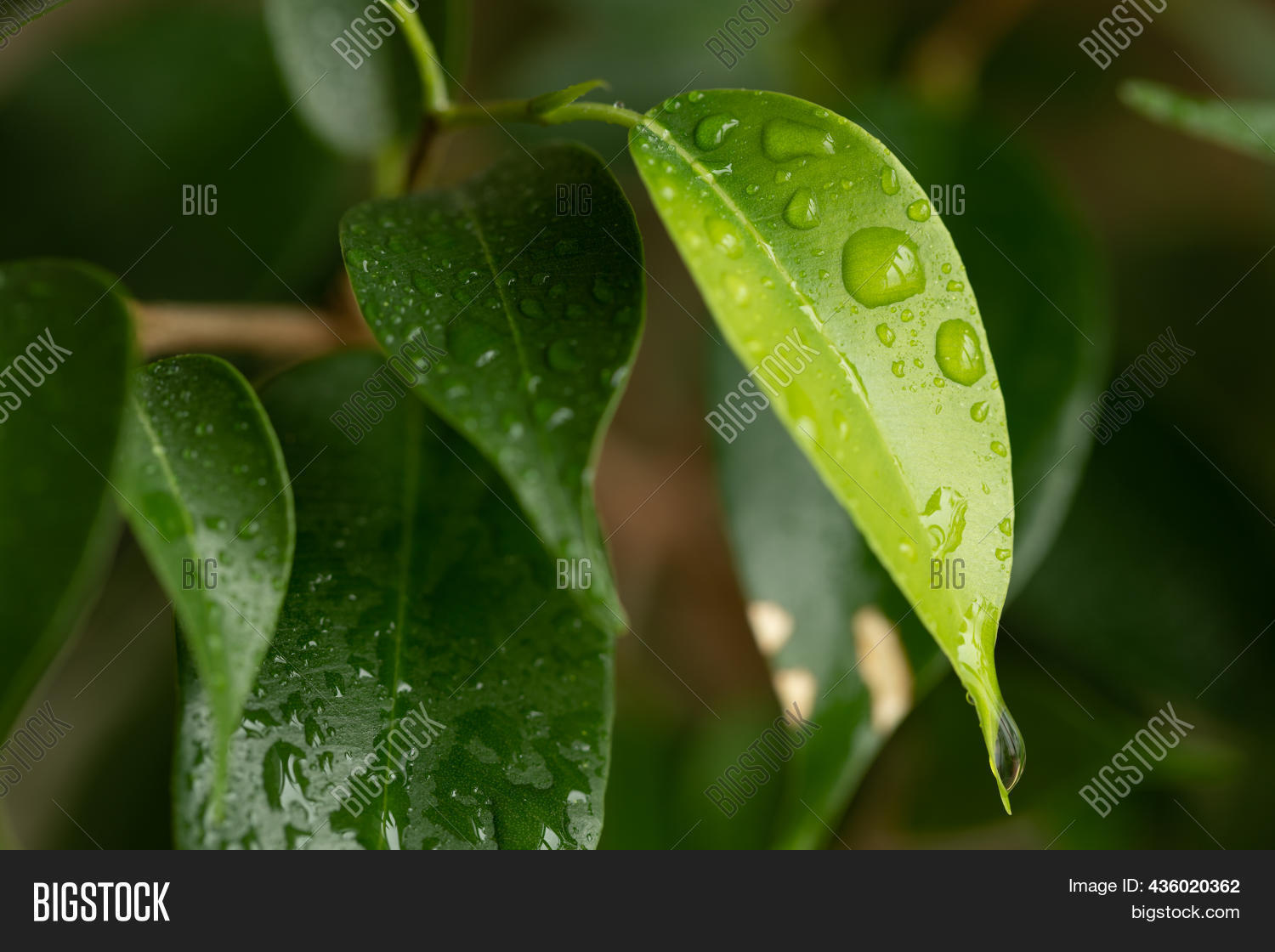 Ficus Foliage. New Image & Photo (Free Trial) | Bigstock