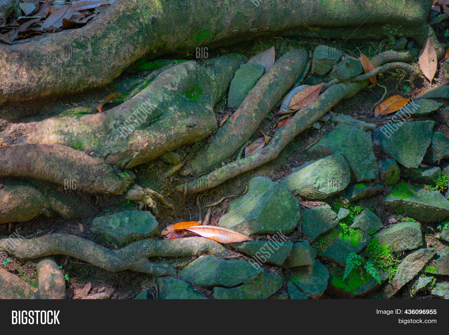 Beautiful Tree Roots Image & Photo (Free Trial) | Bigstock