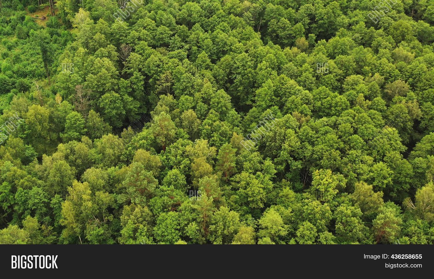 Aerial View Green Image & Photo (Free Trial) | Bigstock