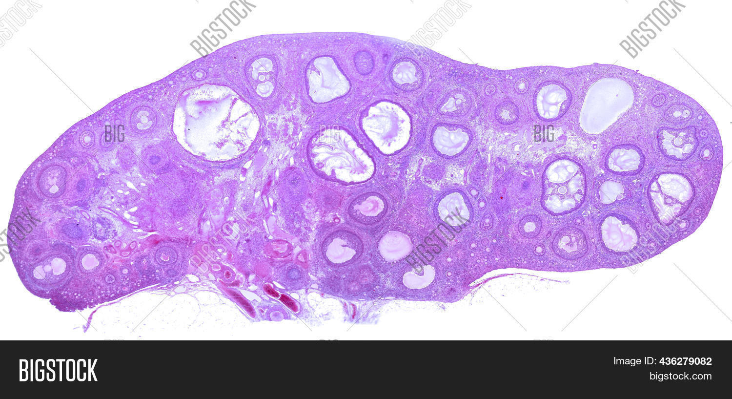 Low Magnification Image & Photo (Free Trial) | Bigstock