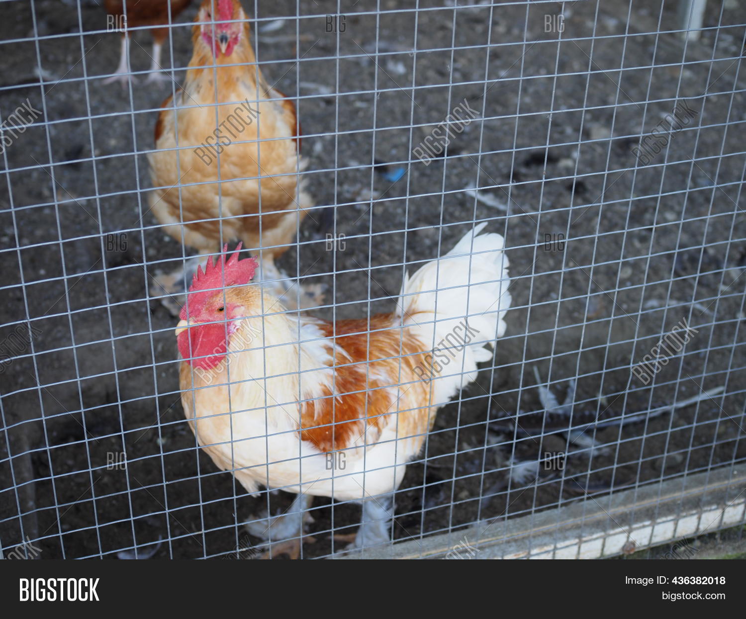 Spotted Rooster Behind Image & Photo (Free Trial) | Bigstock
