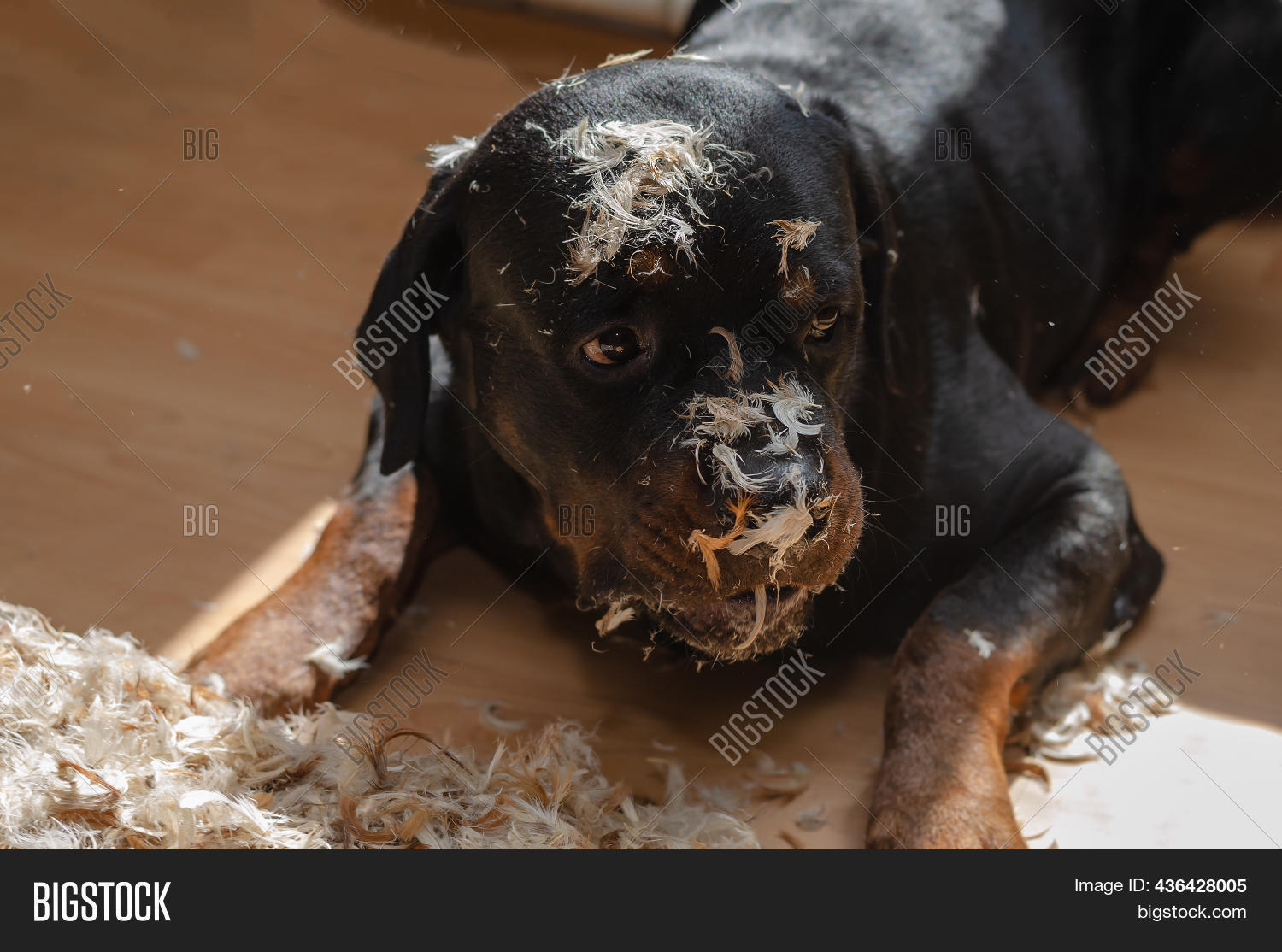 Pet Has Torn Feather Image & Photo (Free Trial) | Bigstock