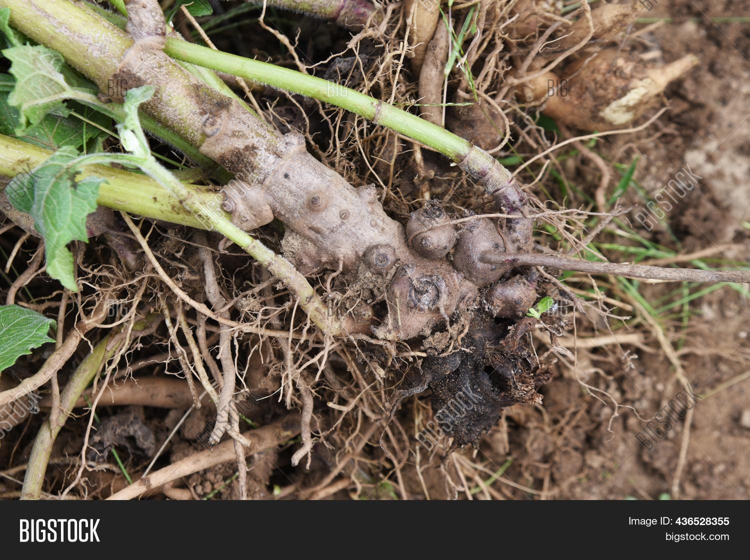 Yacon Harvest. Yacon Image & Photo (Free Trial) | Bigstock