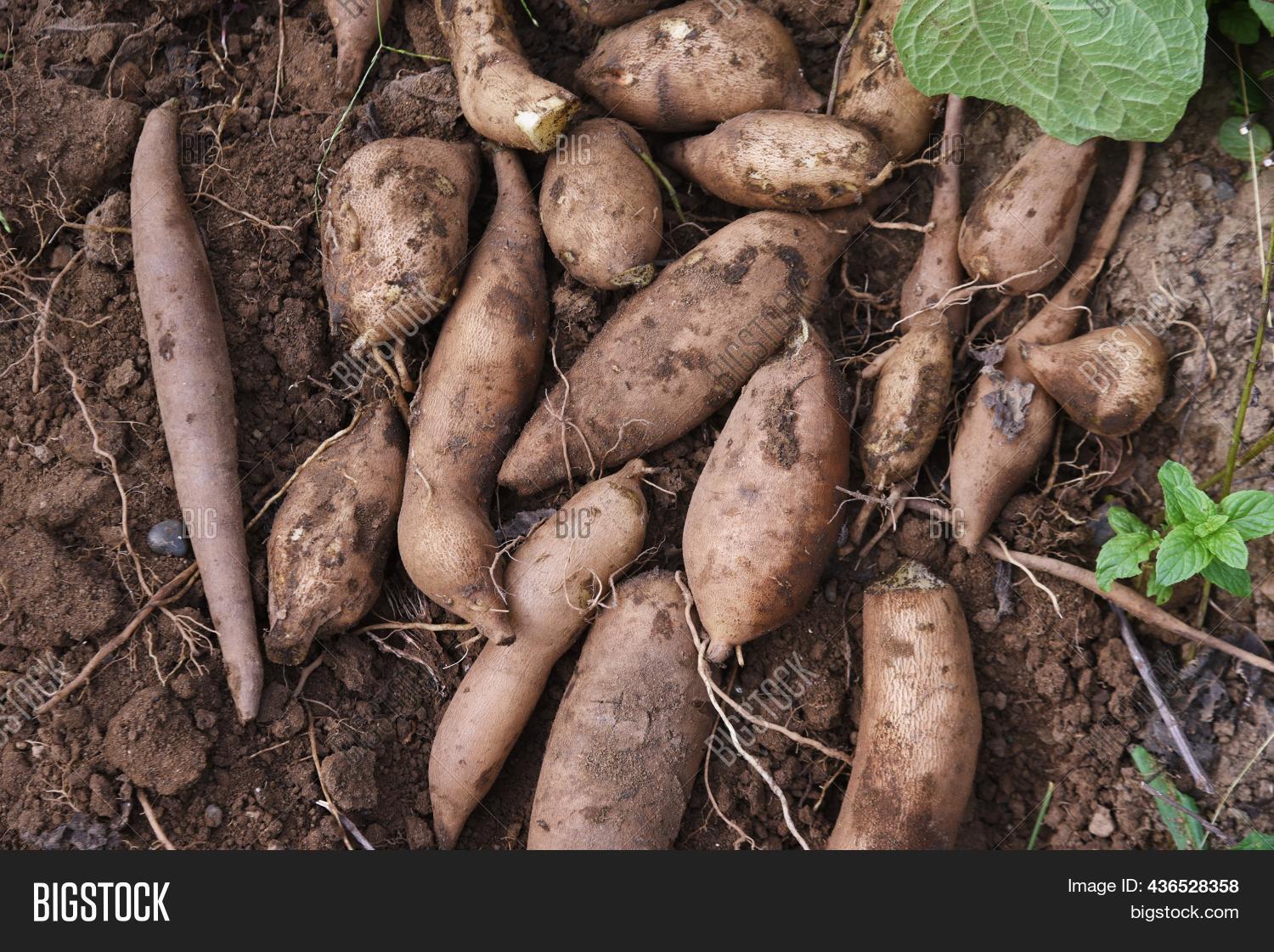Yacon Harvest. Yacon Image & Photo (Free Trial) | Bigstock