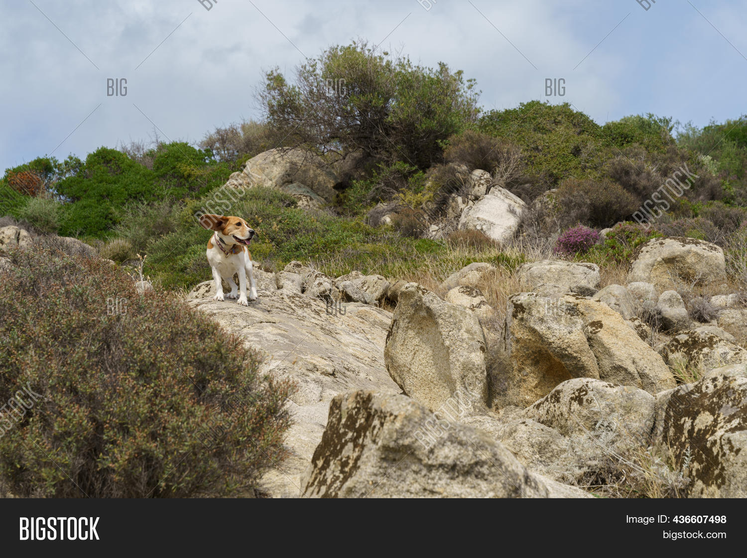 Cute Tree Color Beagle Image & Photo (Free Trial) | Bigstock