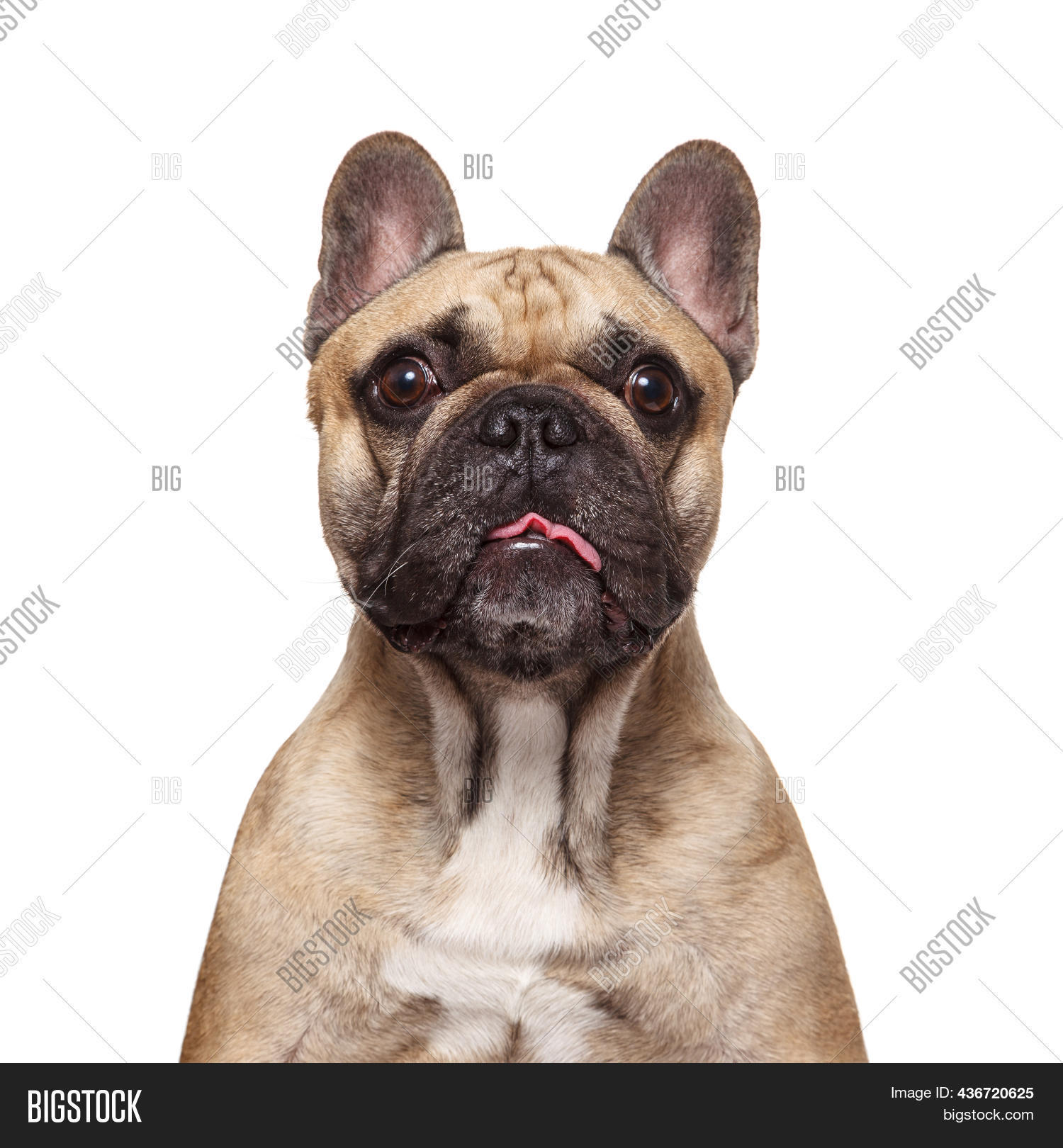 French Bulldog Stick Image & Photo (Free Trial) | Bigstock