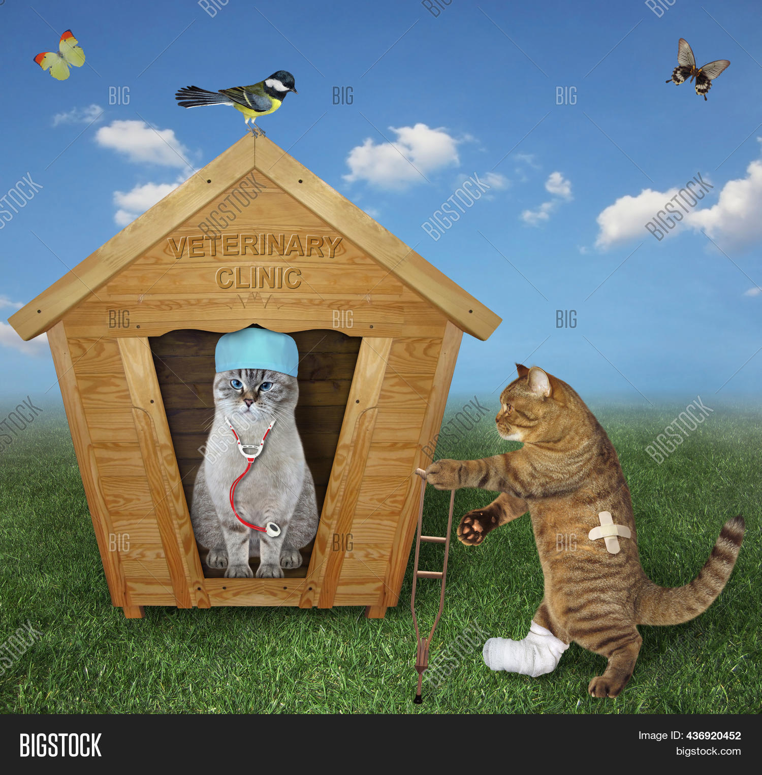 Ashen Cat Doctor Image & Photo (Free Trial) | Bigstock