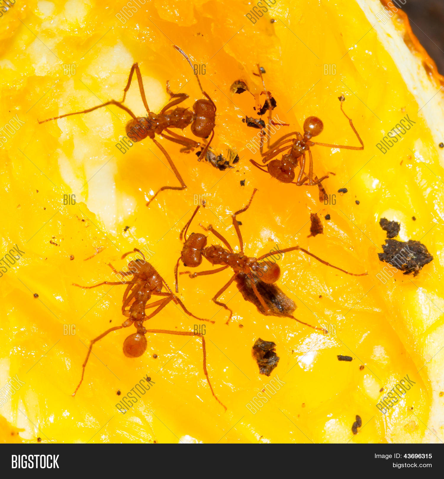 Leaf Cutter Ant Image & Photo (Free Trial) | Bigstock