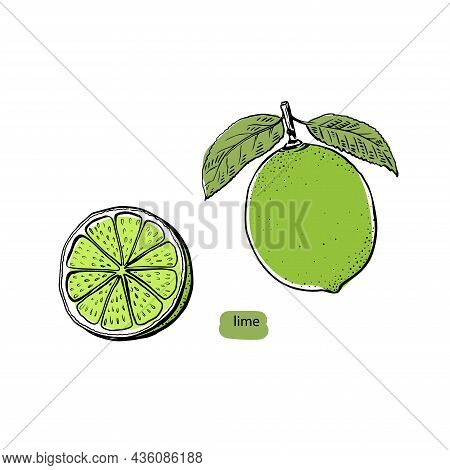Lime Set Sketch Style Vector & Photo (Free Trial) | Bigstock
