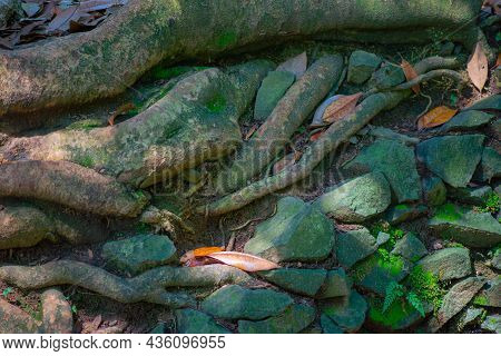 Beautiful Tree Roots Image & Photo (Free Trial) | Bigstock