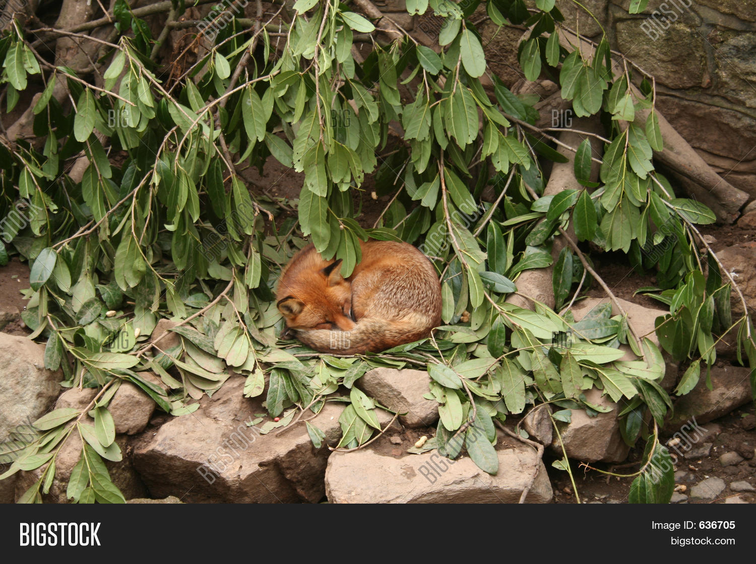 Red Fox Sleeping Image & Photo (Free Trial) | Bigstock