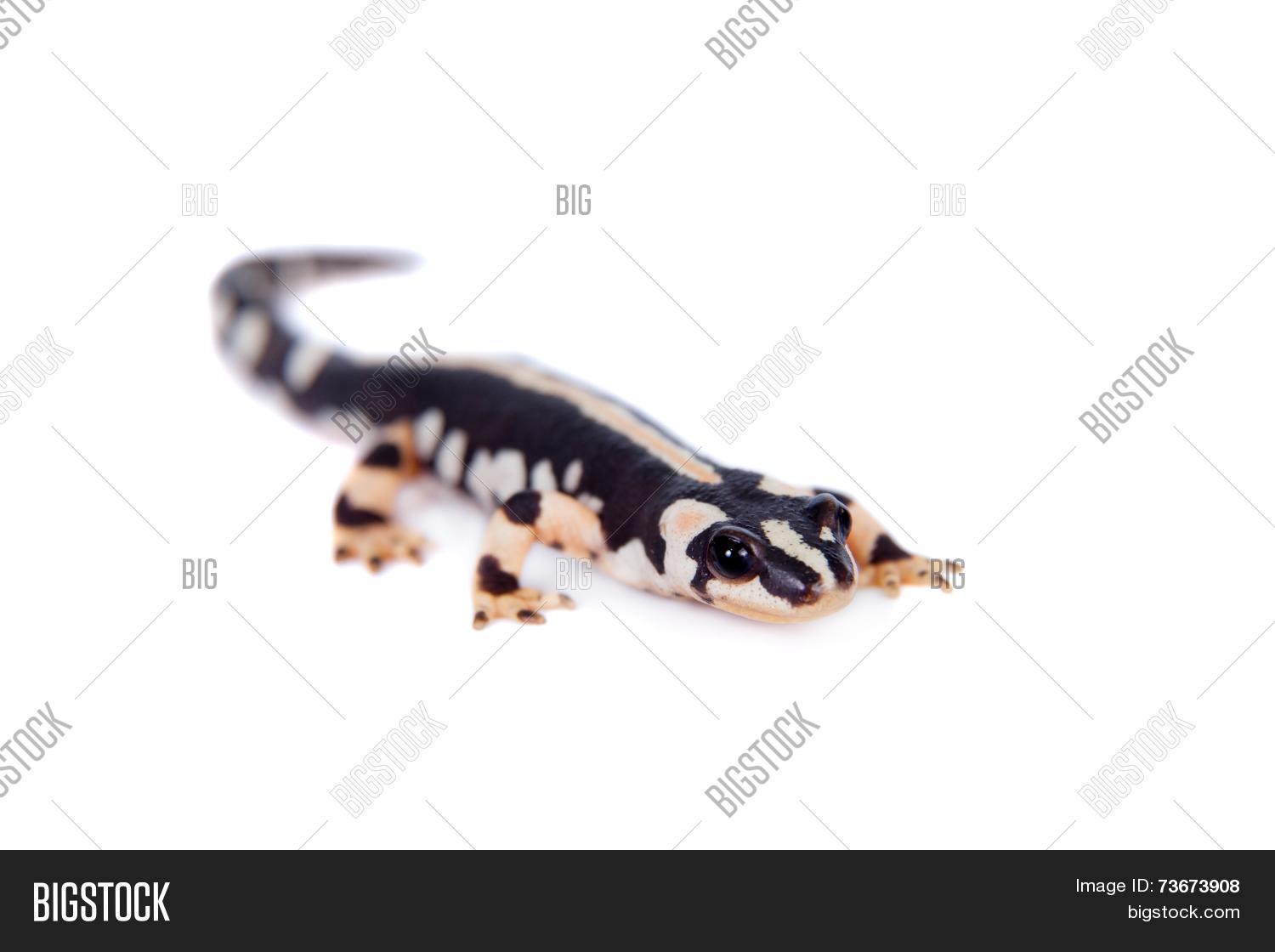 Kaiser's Spotted Newt Image & Photo (Free Trial) | Bigstock