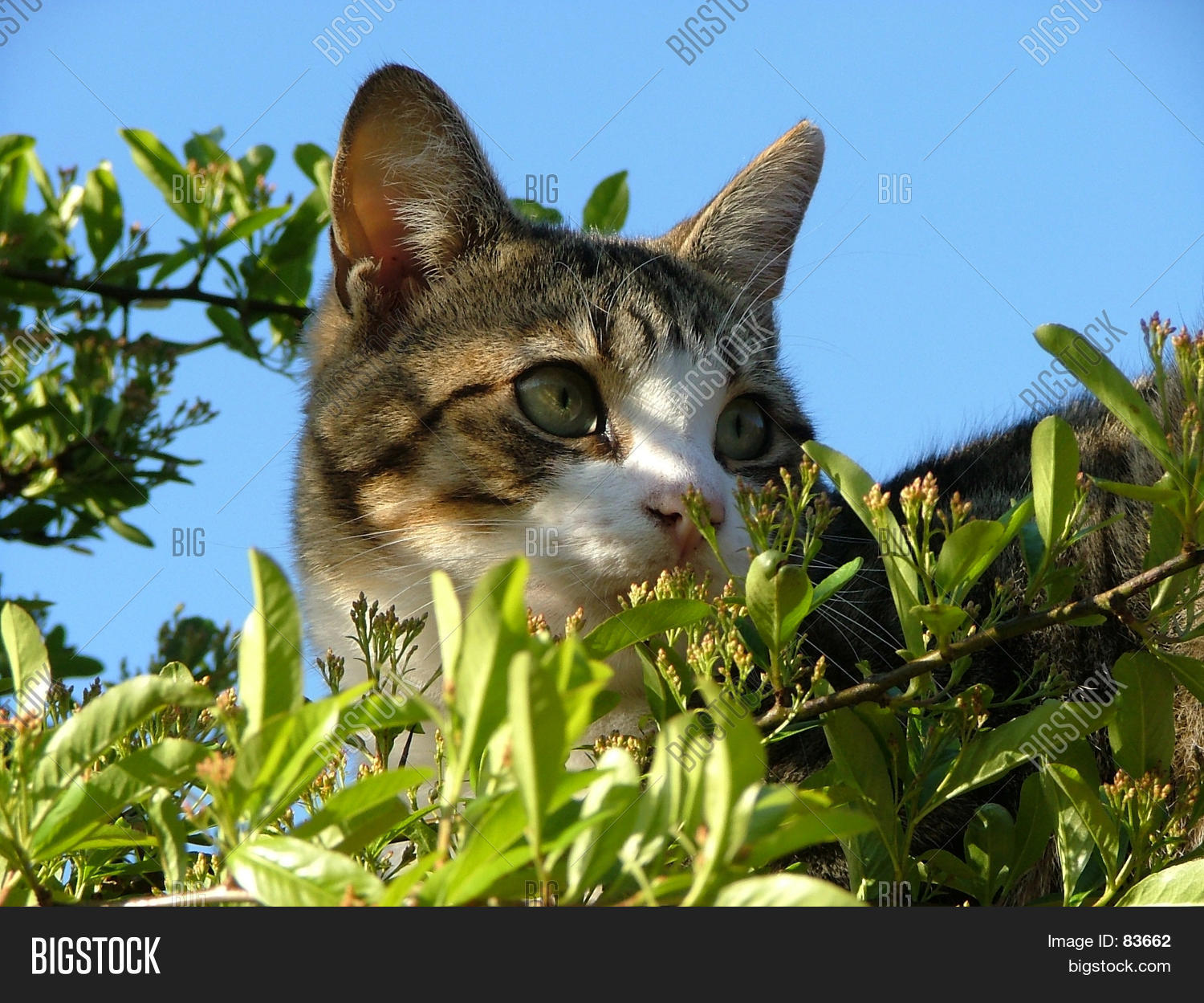 Hiding Cat Image & Photo (Free Trial) | Bigstock