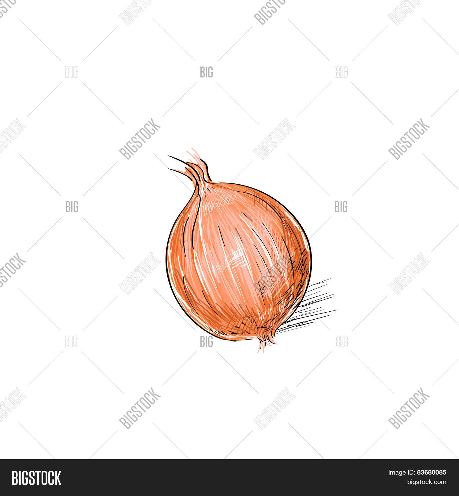 Onion Sketch Color Vector & Photo (Free Trial) | Bigstock